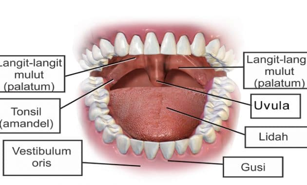 Sistem Pencernaan Mulut