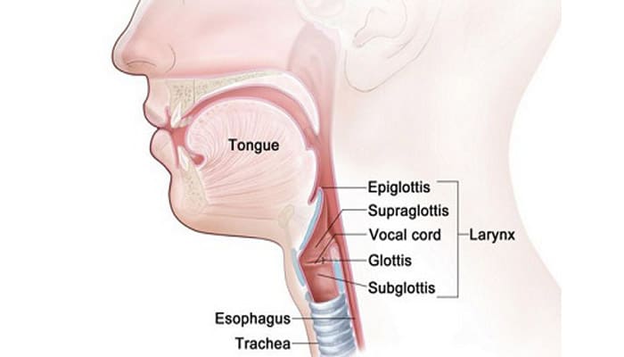 Laring : Pengertian, Struktur Bagian, Fungsi, Gangguan dan Penyakit ... Laring : Pengertian, Struktur Bagian, Fungsi, Gangguan dan Penyakit ...