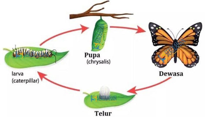 Metamorfosis : Pengertian, Jenis, Tahapan dan Contoh Metamorfosis