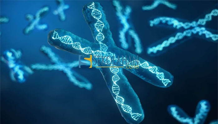 Kromosom : Pengertian, Fungsi, Jumlah, Letak, Struktur Bagian dan Jenis Kromosom