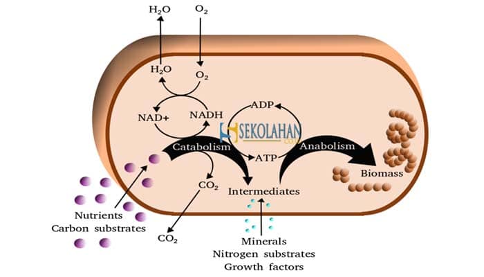 Metabolisme : Pengertian, Fungsi, Tujuan, Proses, Jenis dan Cara ...